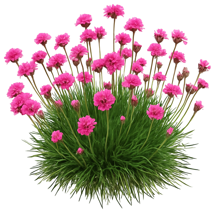 Thrift (Armeria Maritima 'Splendens') - Growing Guide | Neighborbrite