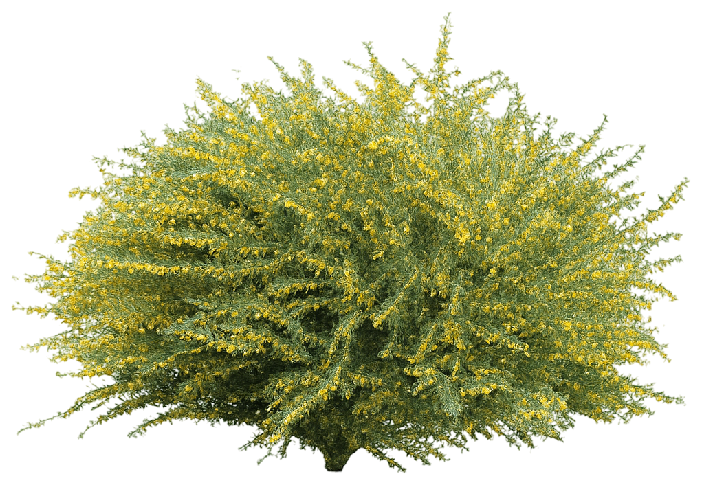 Dwarf Siberian Peashrub (Caragana Pygmaea) - Growing Guide | Neighborbrite