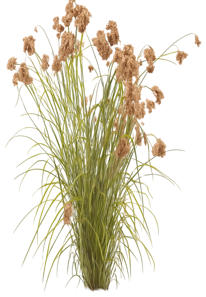 Wool Grass (Scirpus Cyperinus) - Growing Guide | Neighborbrite