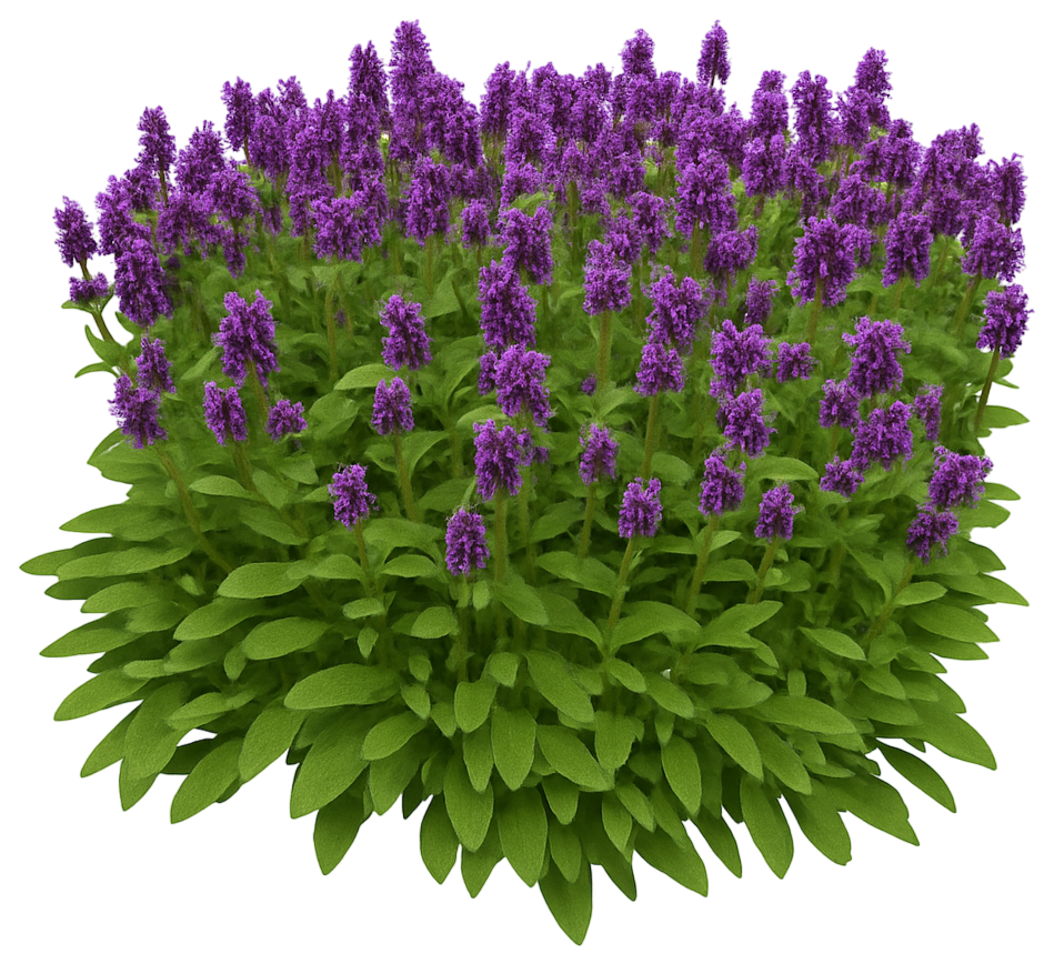 Alpine Betony (Stachys Monieri 'Hummelo') - Growing Guide | Neighborbrite