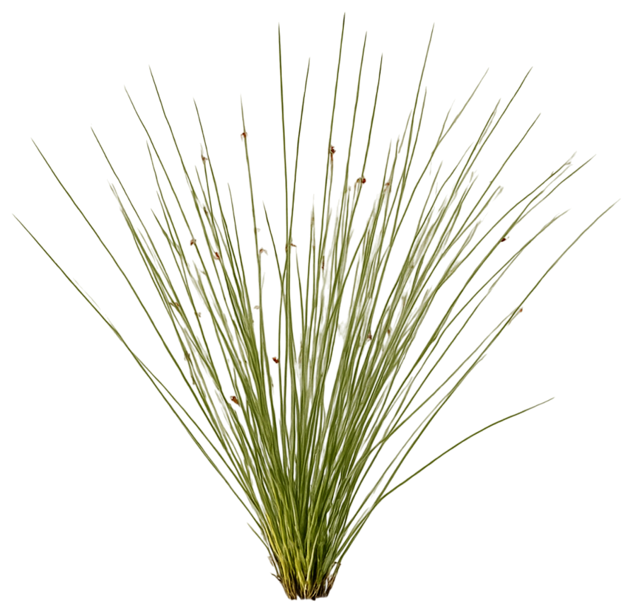 Common Rush/Soft Rush (Juncus Effusus) - Growing Guide | Neighborbrite